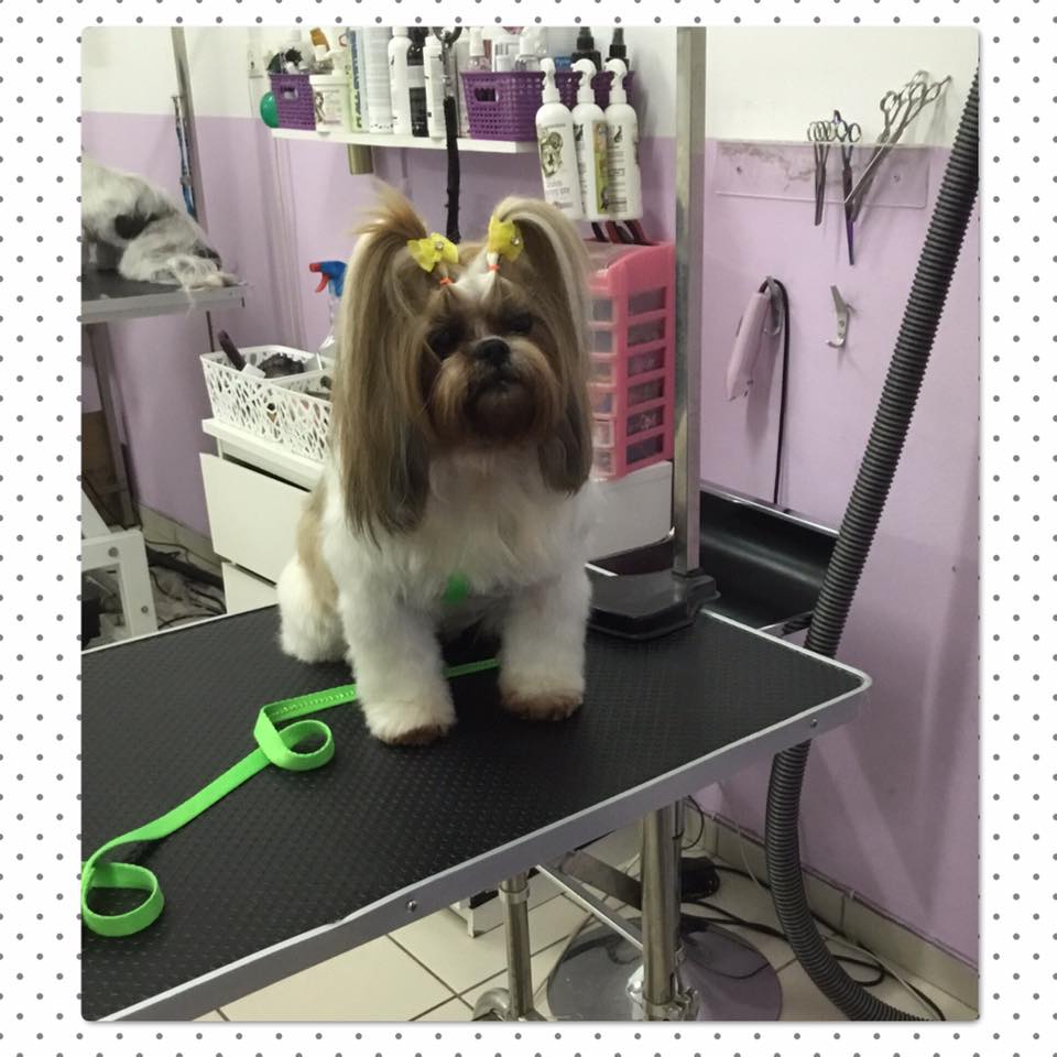 Vickys Pet Grooming Salon ΚΟΜΜΩΤΗΡΙΟ ΣΚΥΛΩΝ - Καλλωπισμός Περιποίηση ...