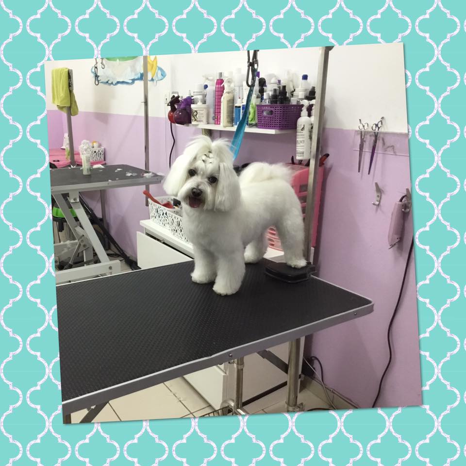 Vickys Pet Grooming Salon ΚΟΜΜΩΤΗΡΙΟ ΣΚΥΛΩΝ - Καλλωπισμός Περιποίηση ...